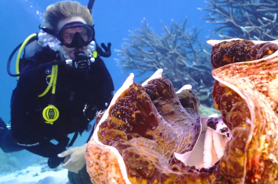 Let’s Explore the Great Barrier Reef – Travel Transmissions