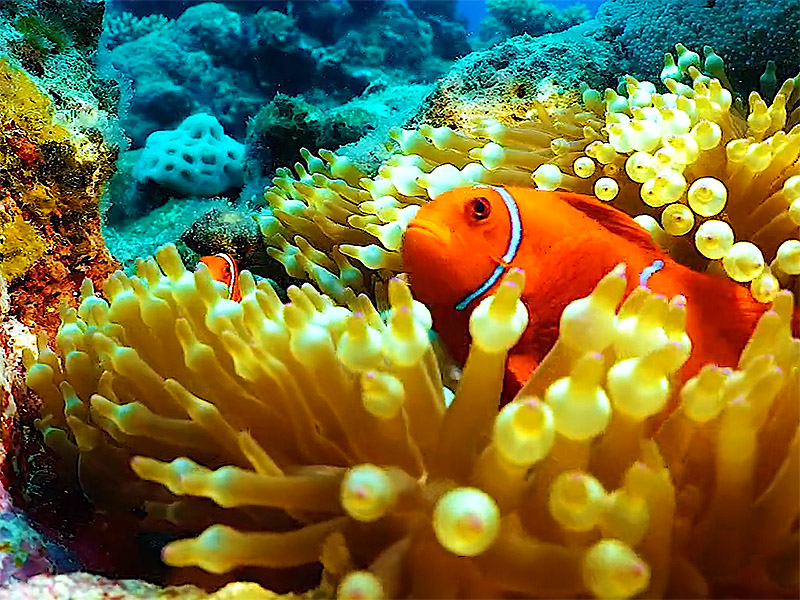 Nemo at the Great Barrier Reef – Travel Transmissions